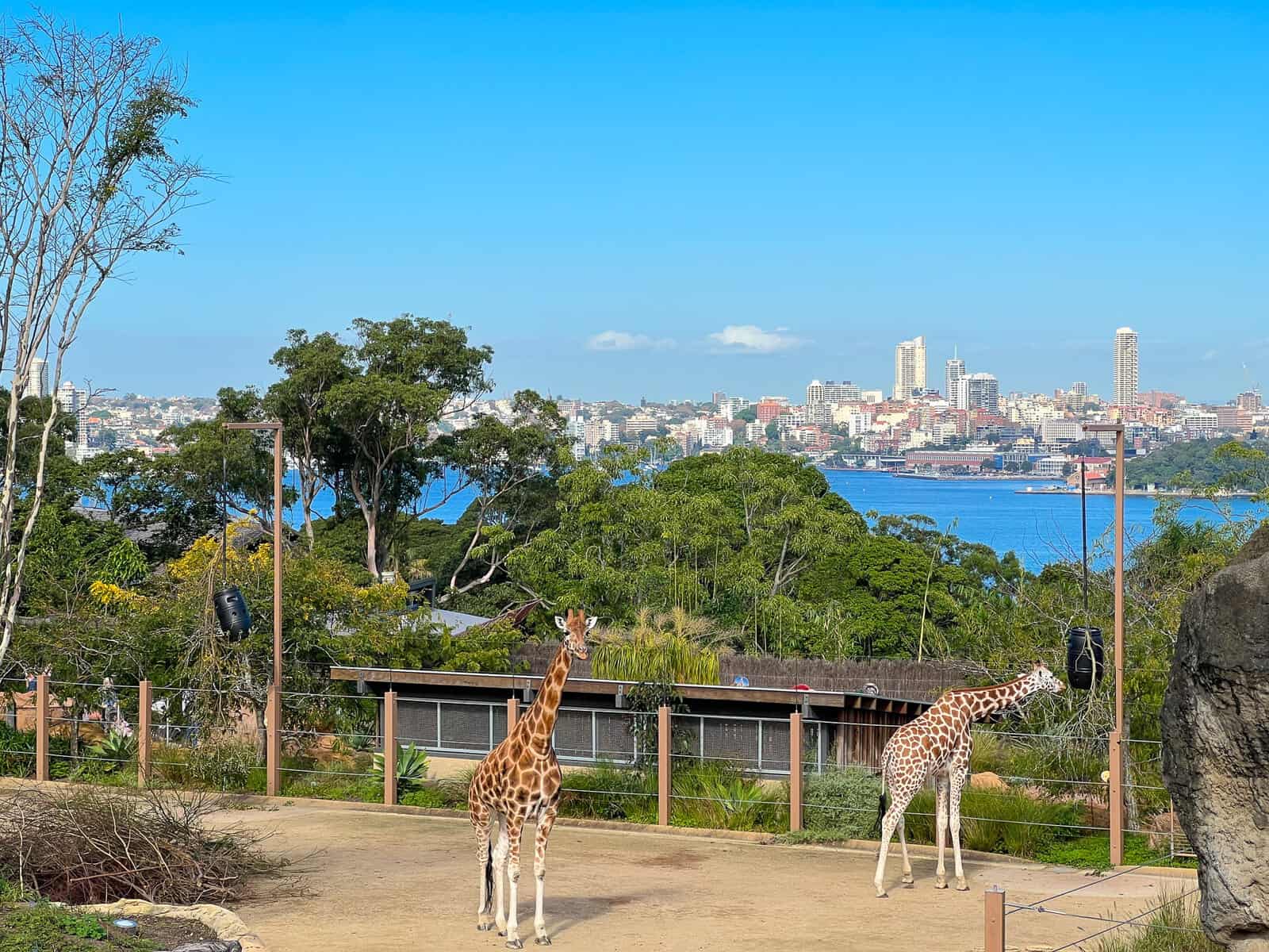 Is Taronga Zoo worth visiting in Sydney? - Emma Jane Explores