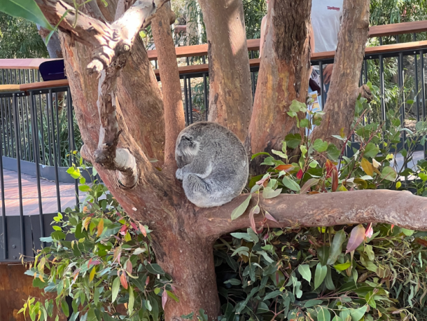 Is Taronga Zoo worth visiting in Sydney? - Emma Jane Explores